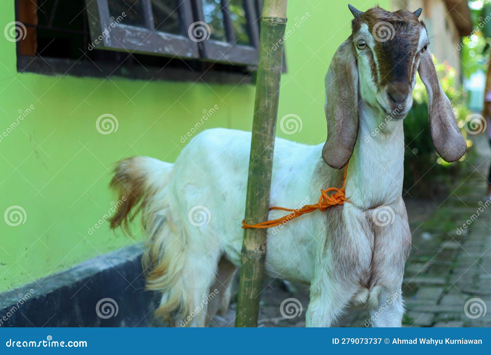 Local goat stock image. Image of domestic, agriculture - 279073737