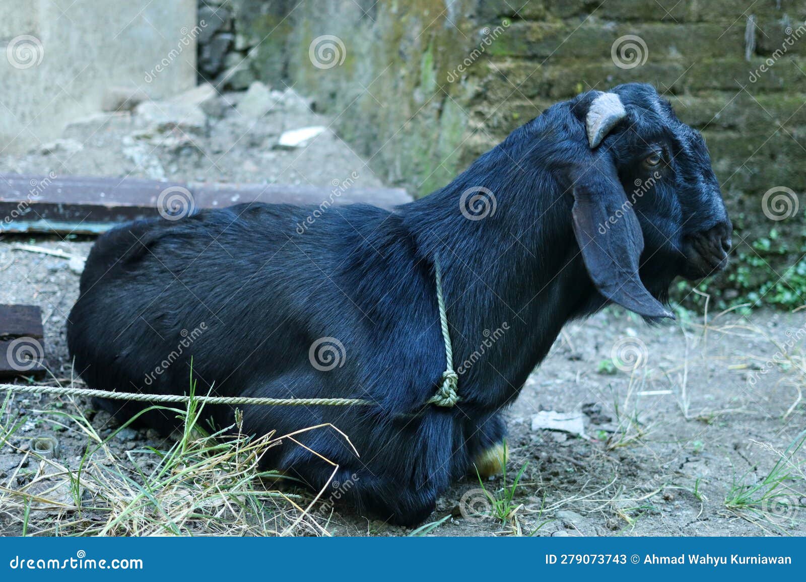 Local goat stock image. Image of horn, cute, countryside - 279073743