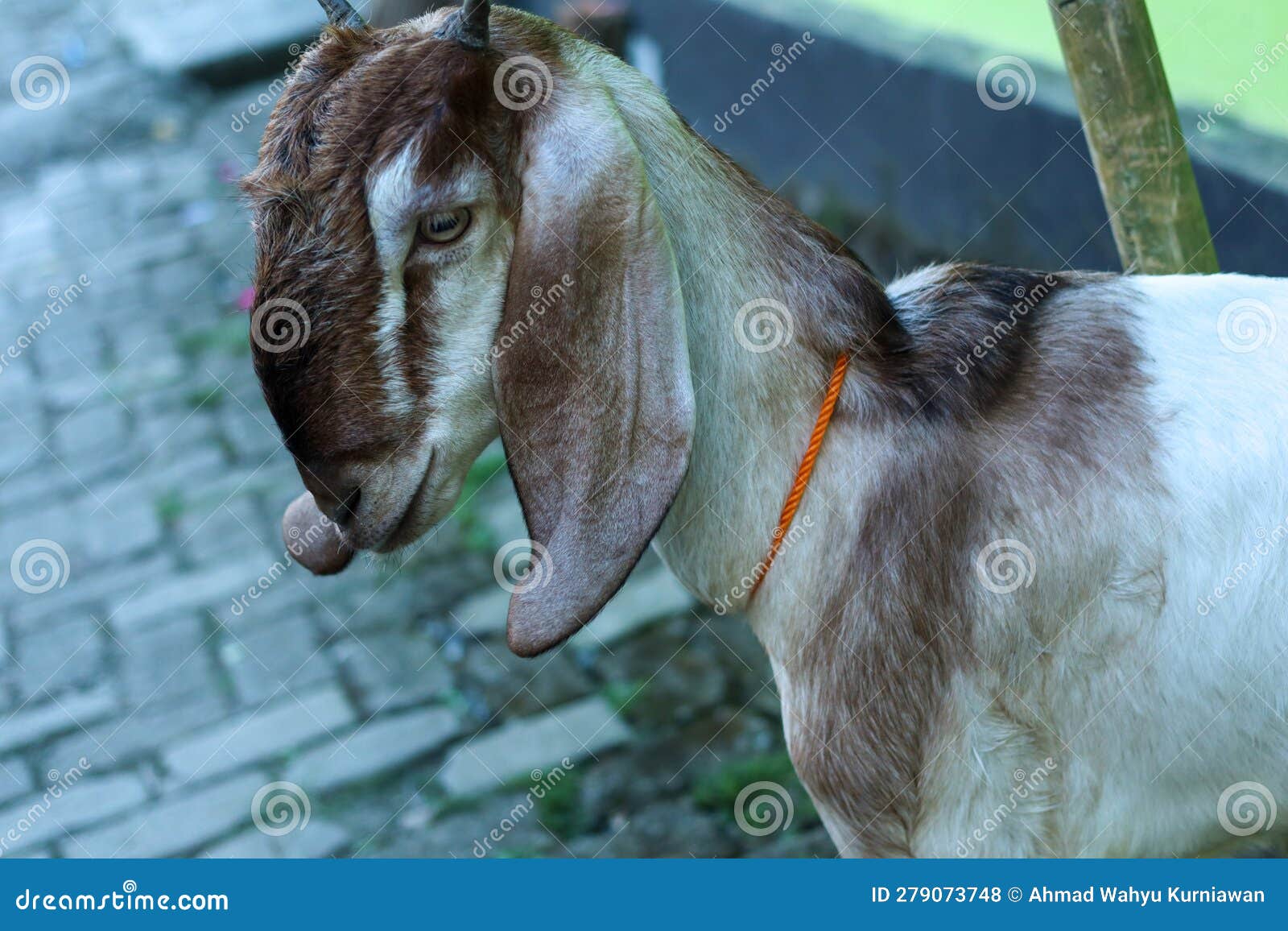 Local goat stock photo. Image of food, livestock, farm - 279073748