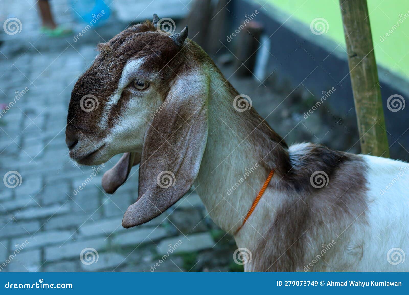 Local goat stock image. Image of head, goat, cattle - 279073749