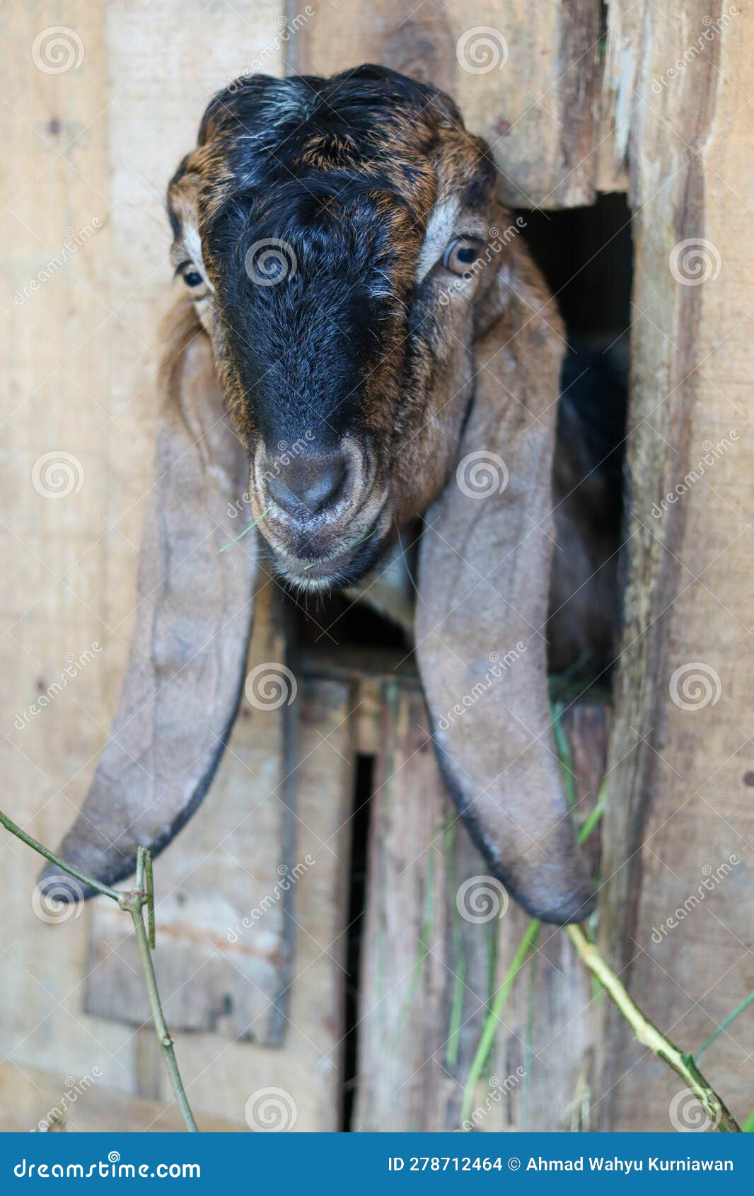 Local goat stock photo. Image of animal, closeup, brown - 278712464