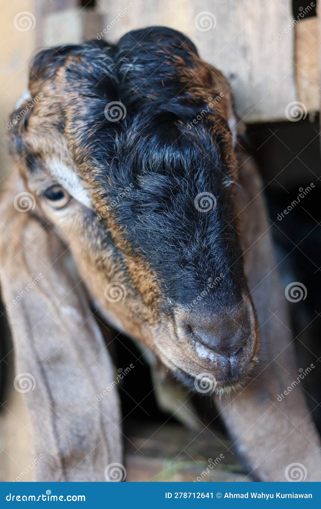 Local goat stock image. Image of wild, farm, nature - 278712641