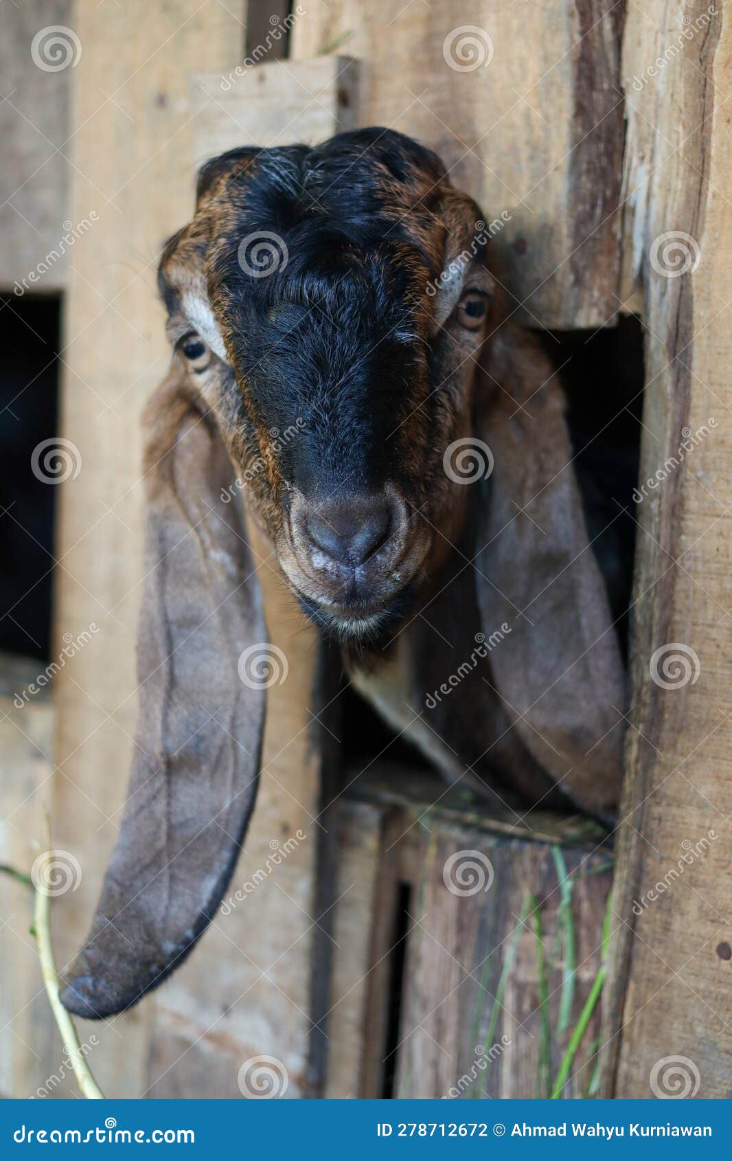 Local goat stock photo. Image of livestock, agriculture - 278712672