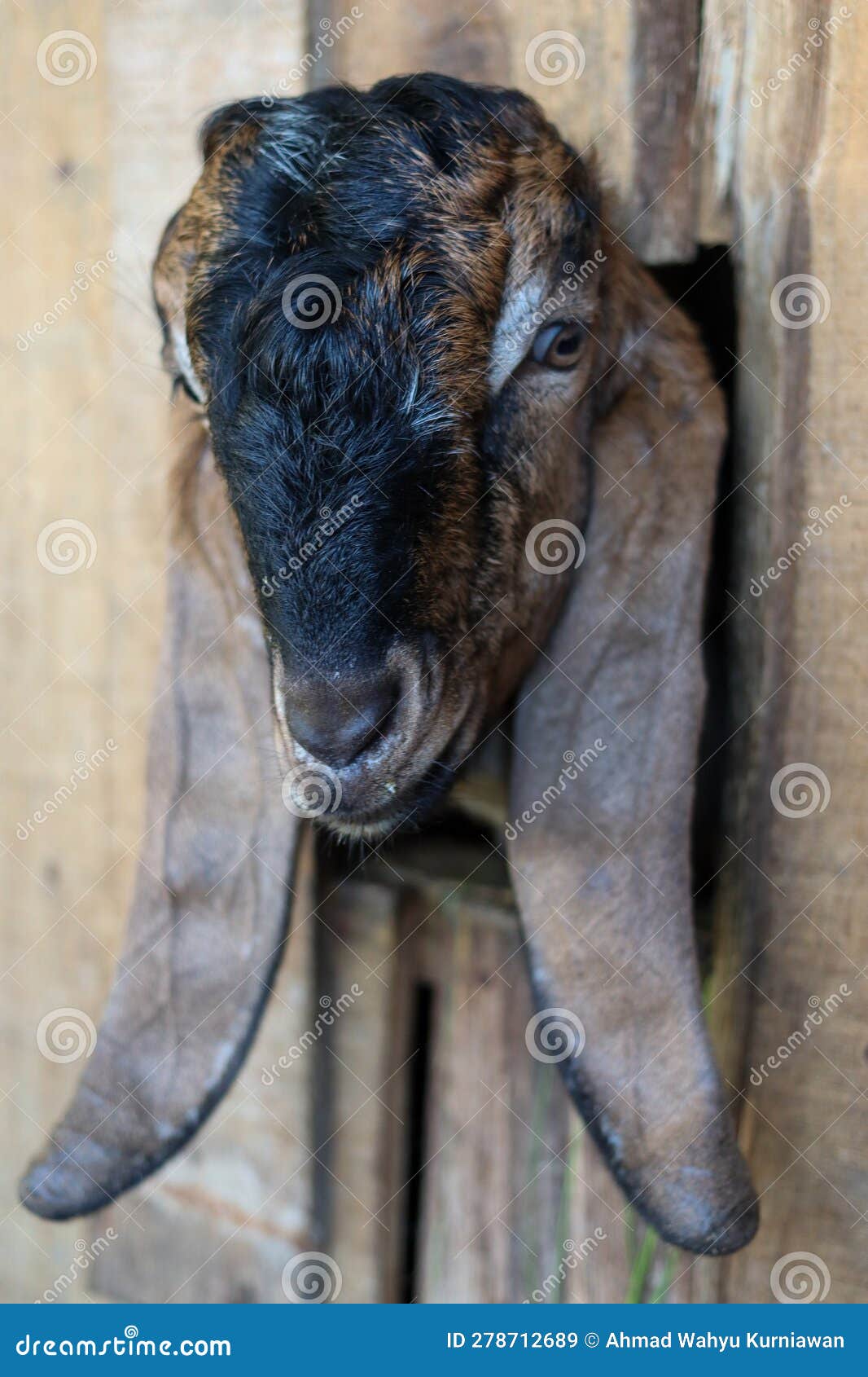 Local goat stock image. Image of wildlife, goat, baby - 278712689