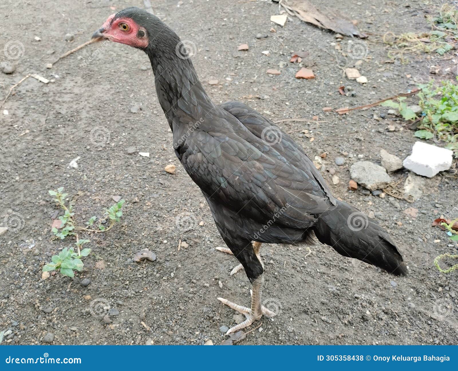 A local hen in nature stock photo. Image of farm, duck - 305358438