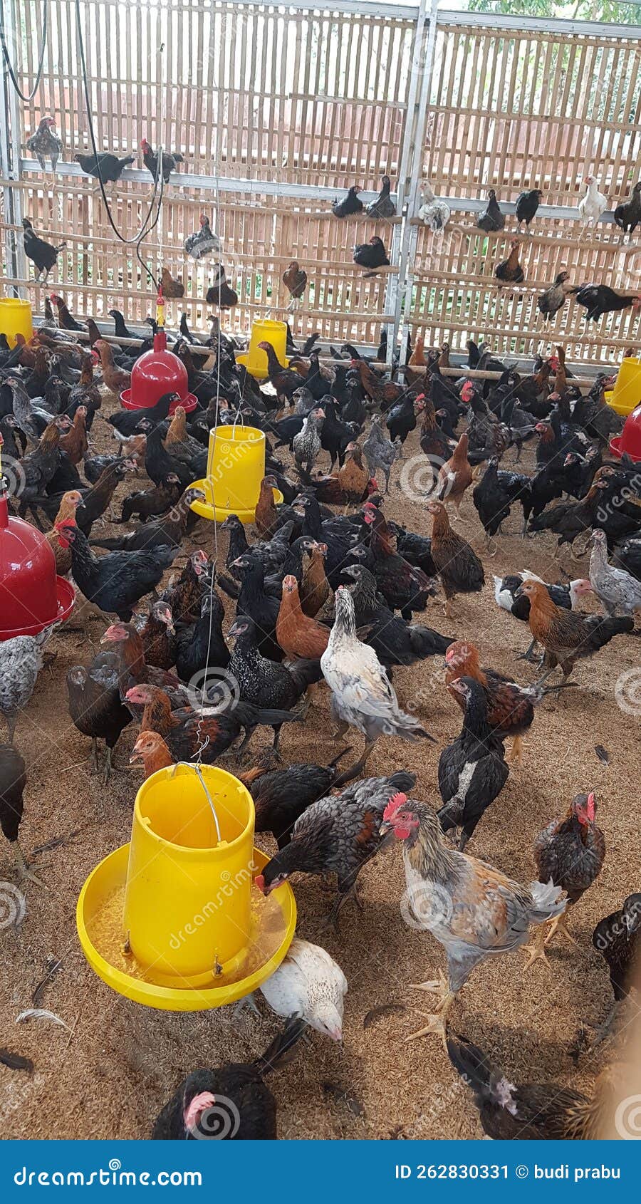 Local Indonesia Chicken 1 Month Age Stock Image - Image of indonesia ...