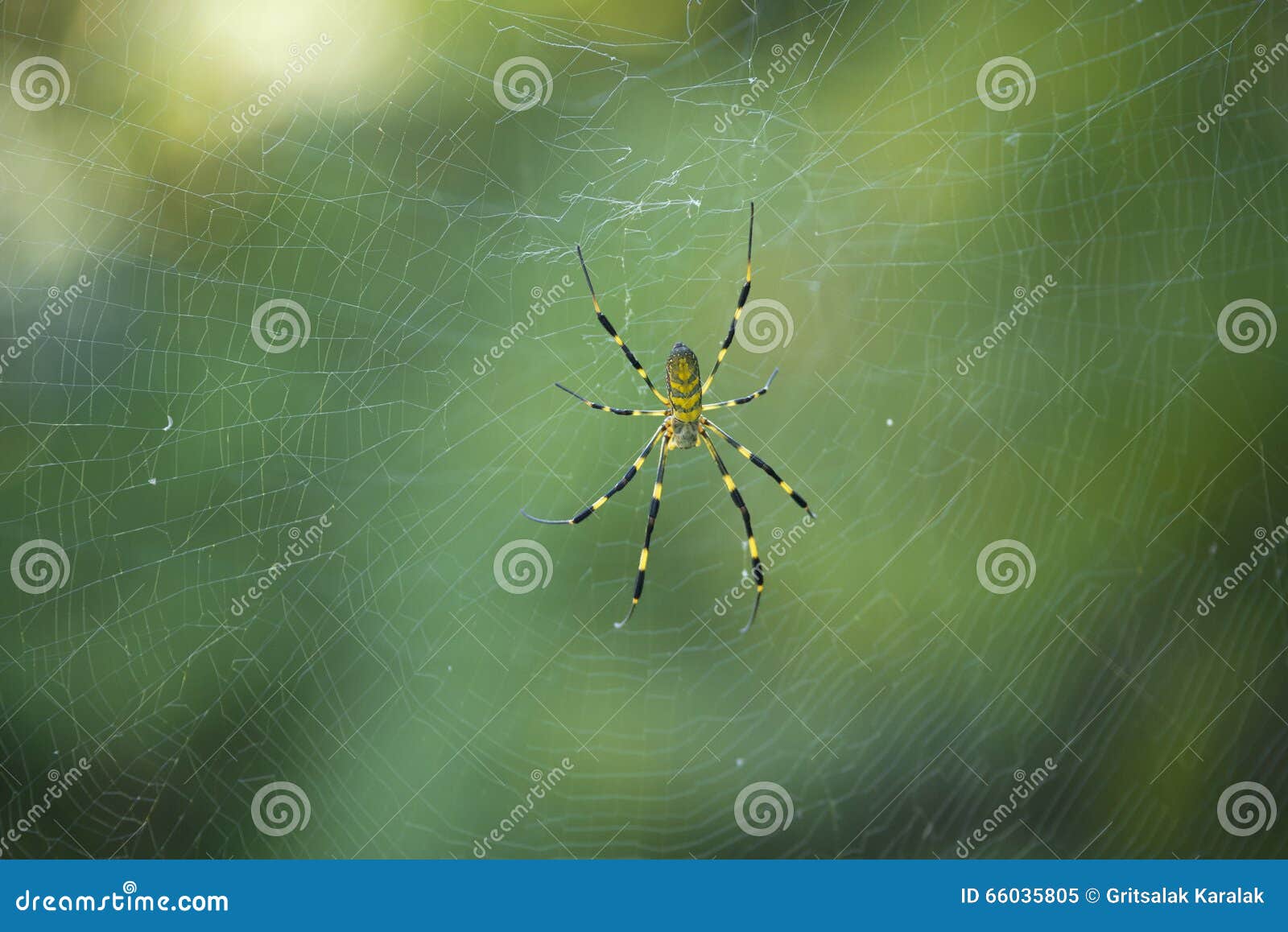 Local Japan spider stock image. Image of outdoors, hourglass - 66035805