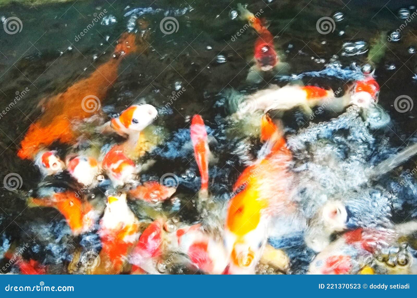 Local koi fish stock image. Image of fish, bird, dish - 221370523