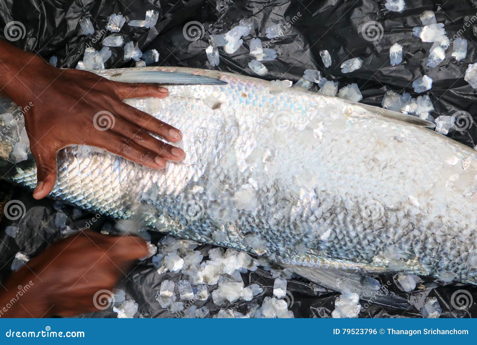 Local Man Scraping Fish Scales. Stock Photo - Image of market, fishing ...