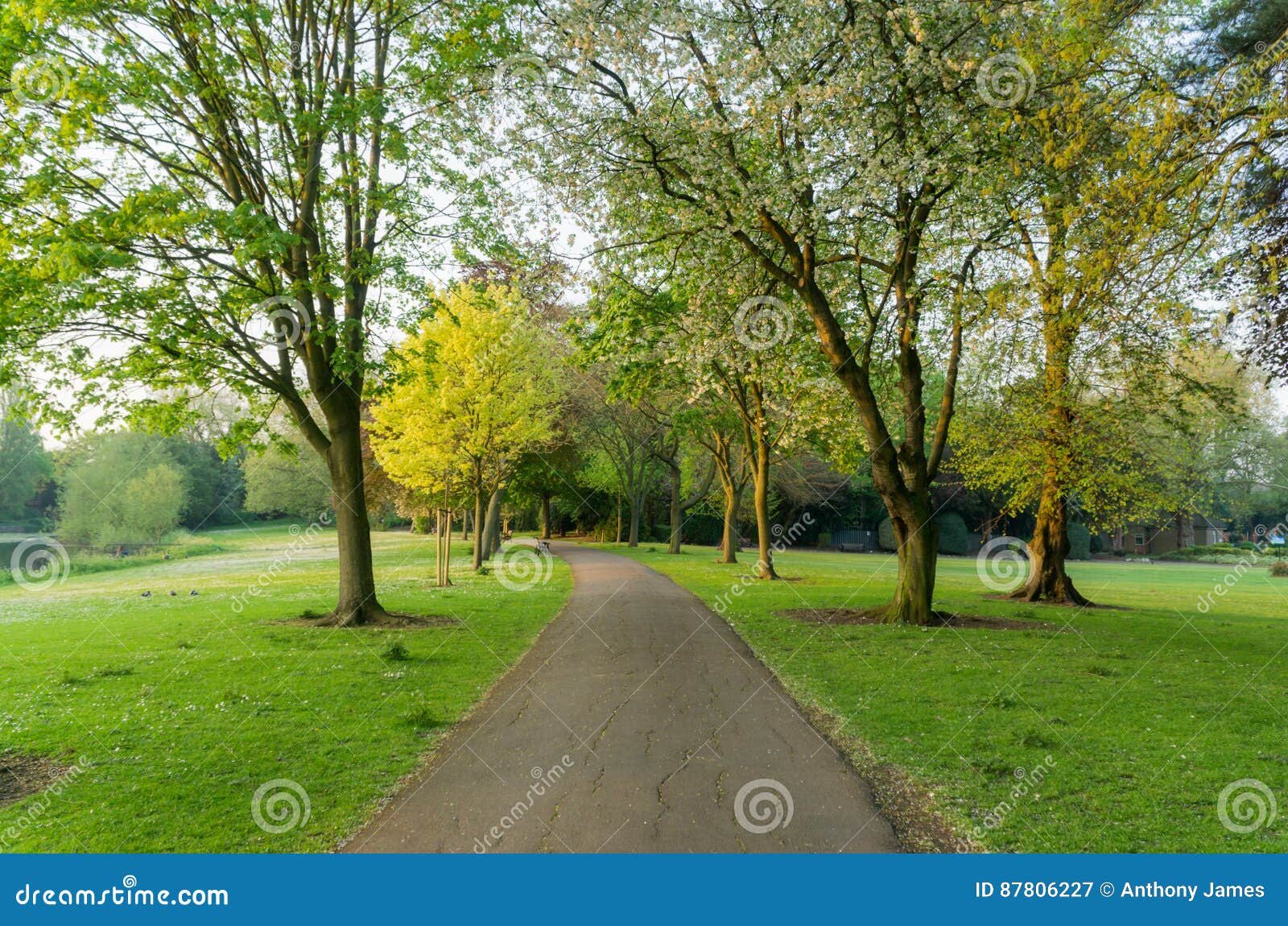 A Local Park with a Pathway Stock Image - Image of daytime, blossom ...
