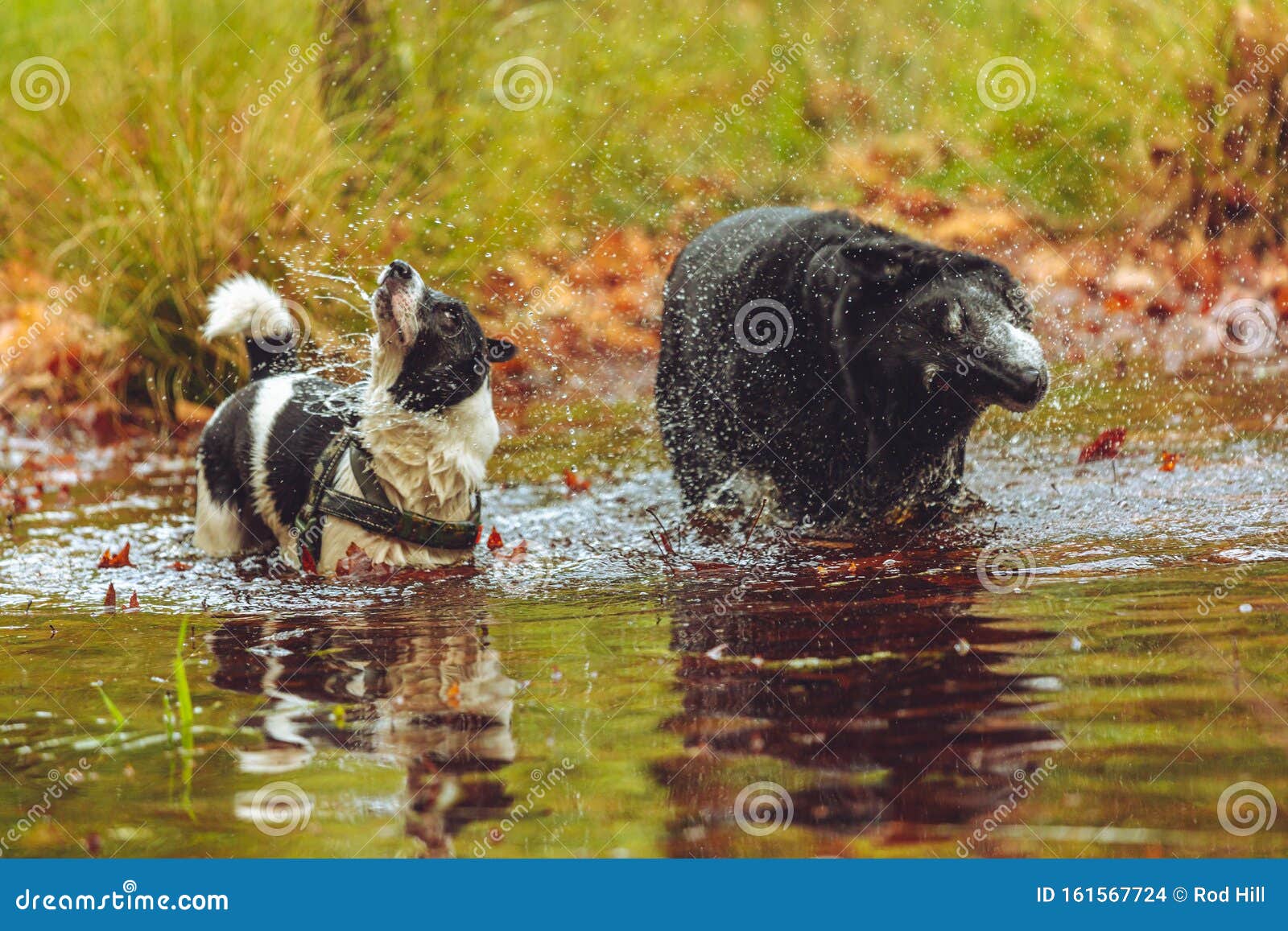 Local Parkland Used for Exercising Dogs Off Lead Stock Photo - Image of ... Local Parkland Used for Exercising Dogs Off Lead Stock Photo - Image of ...