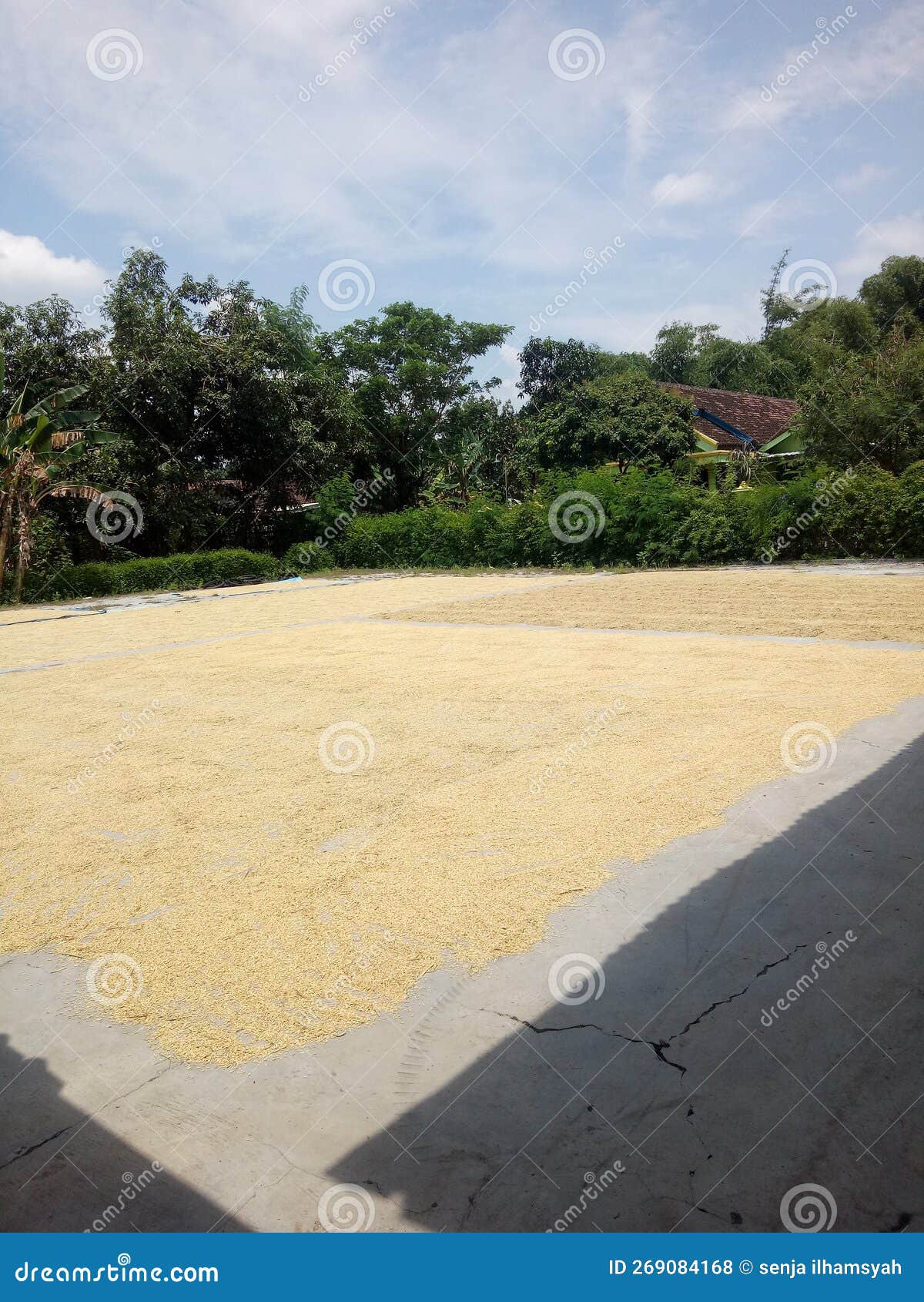Local Process of Making Rice in Indonesia Stock Photo - Image of grass ...