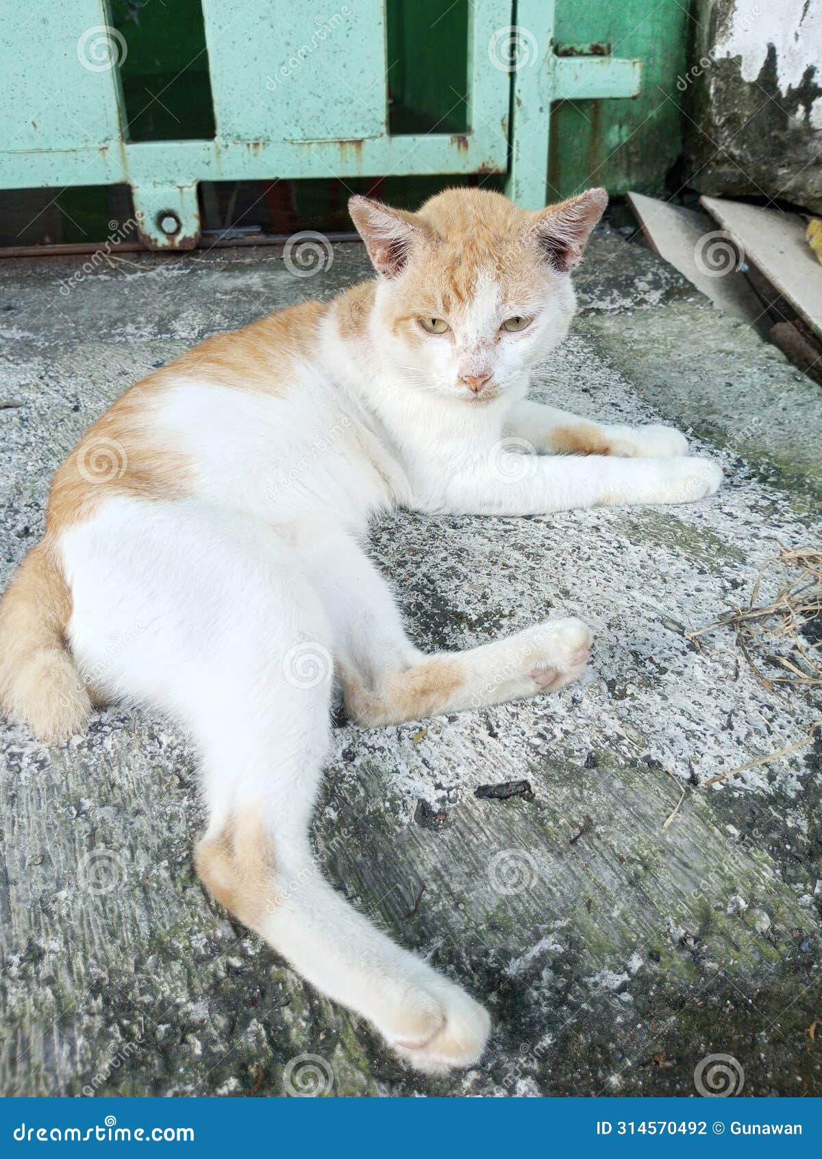 Local Red and White Cat is Resting Stock Photo - Image of white ...