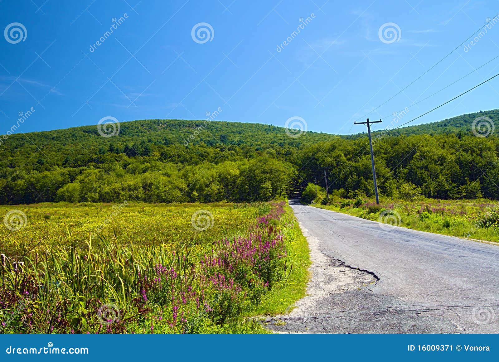 Local road stock image. Image of nature, loosestrife - 16009371