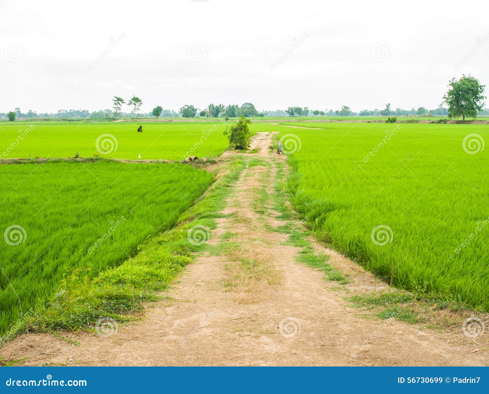 Local road on countryside stock image. Image of greenhouse - 56730699