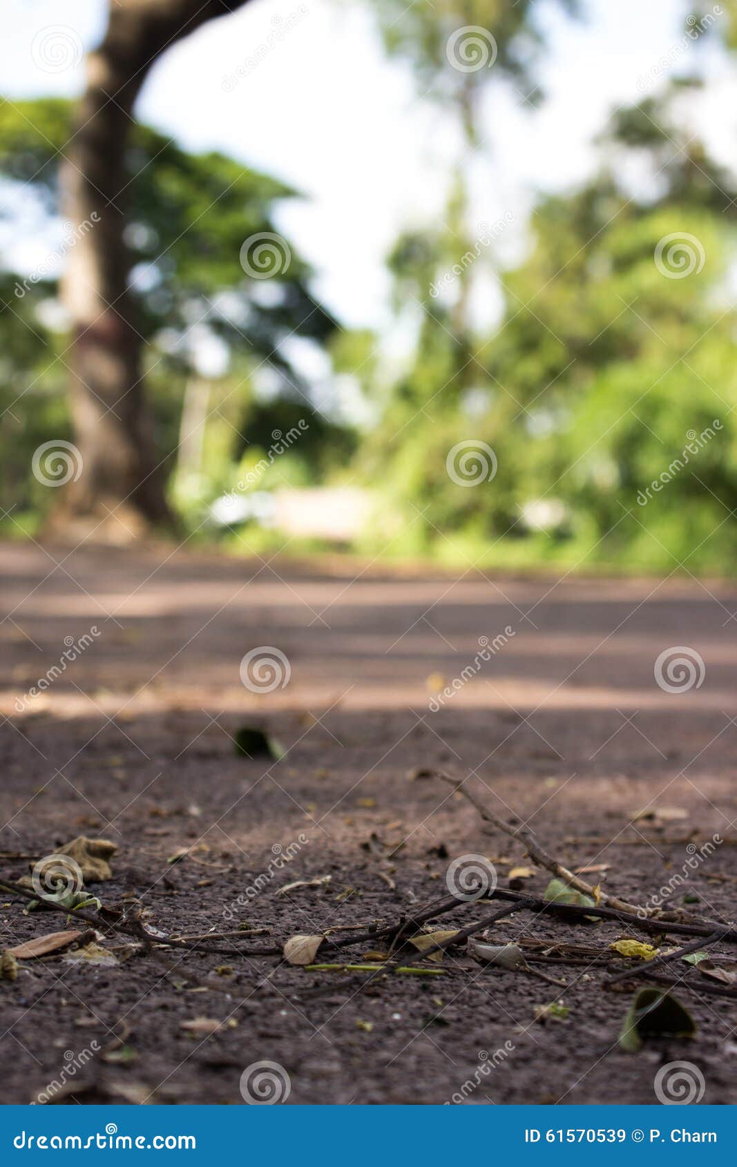 The local road way stock image. Image of leaf, backlit - 61570539