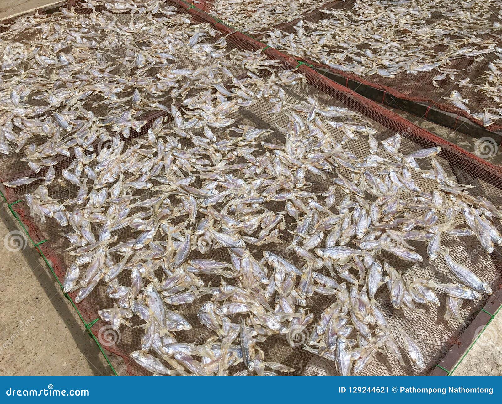 Local Small Fish in Local Southern Stock Image - Image of nature, asia ...