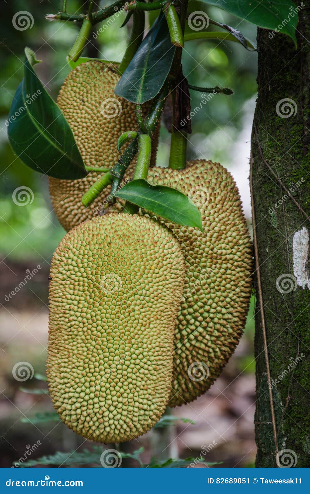 Local Thai Fruit is Champedak Stock Image - Image of leaf, thai: 82689051