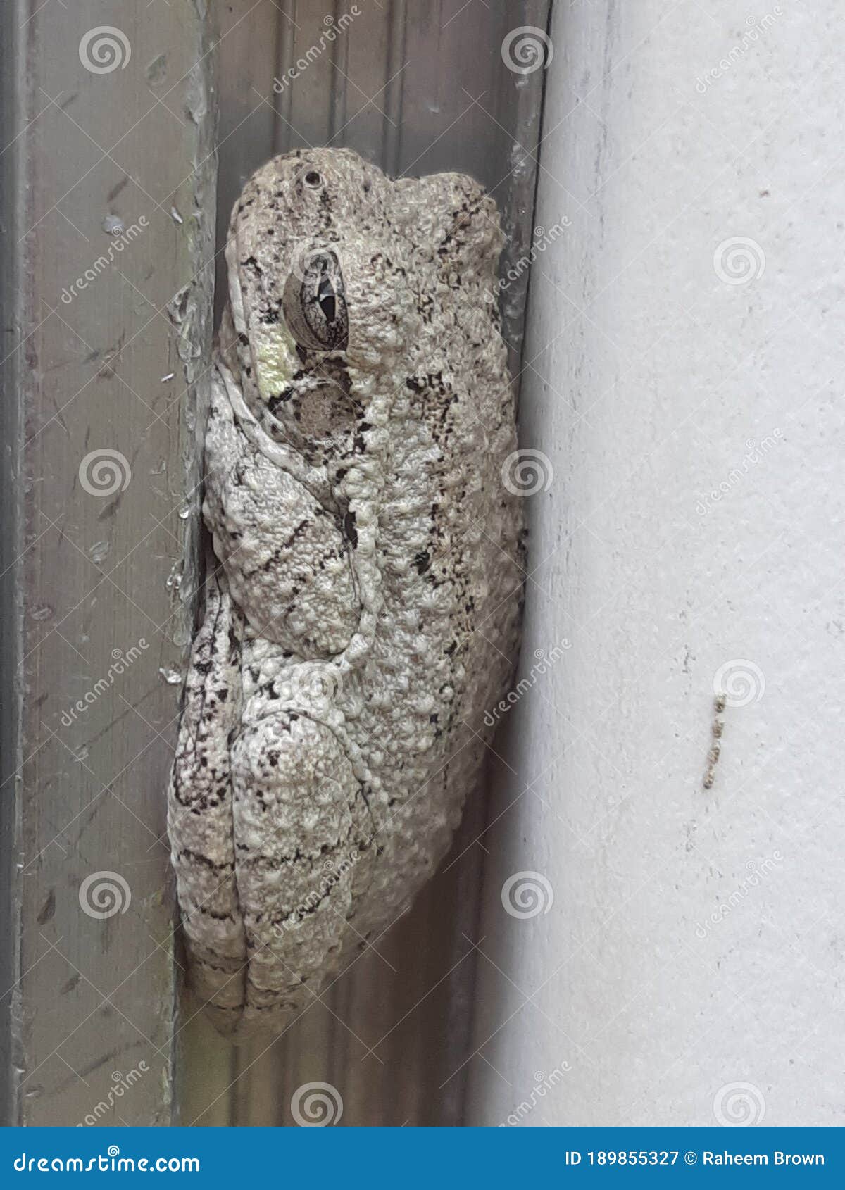 Chill Frog stock image. Image of fish, wildlife, chill - 189855327