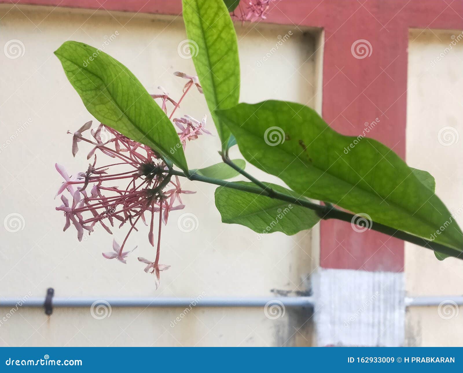 Local tree stock image. Image of leaftree, local, tree - 162933009