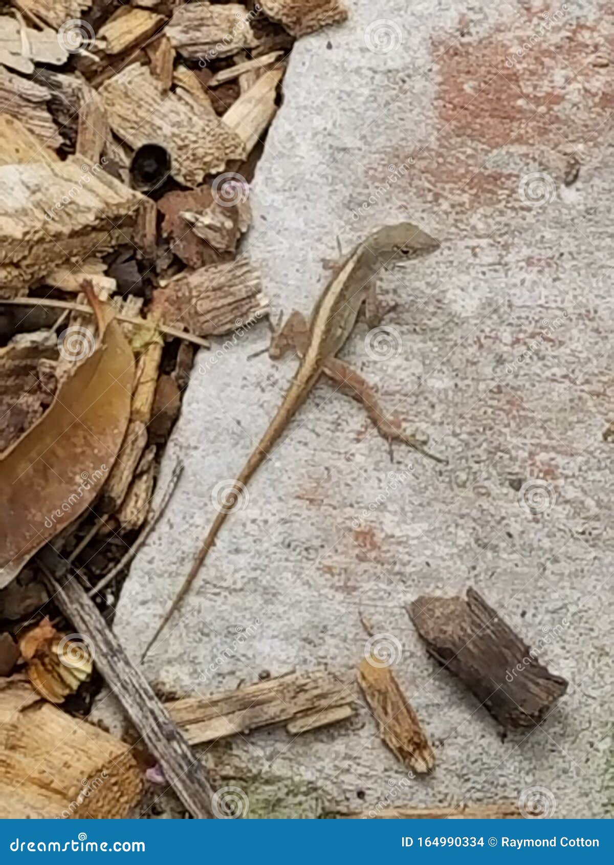 Local wildlife stock photo. Image of cute, local, tiny - 164990334