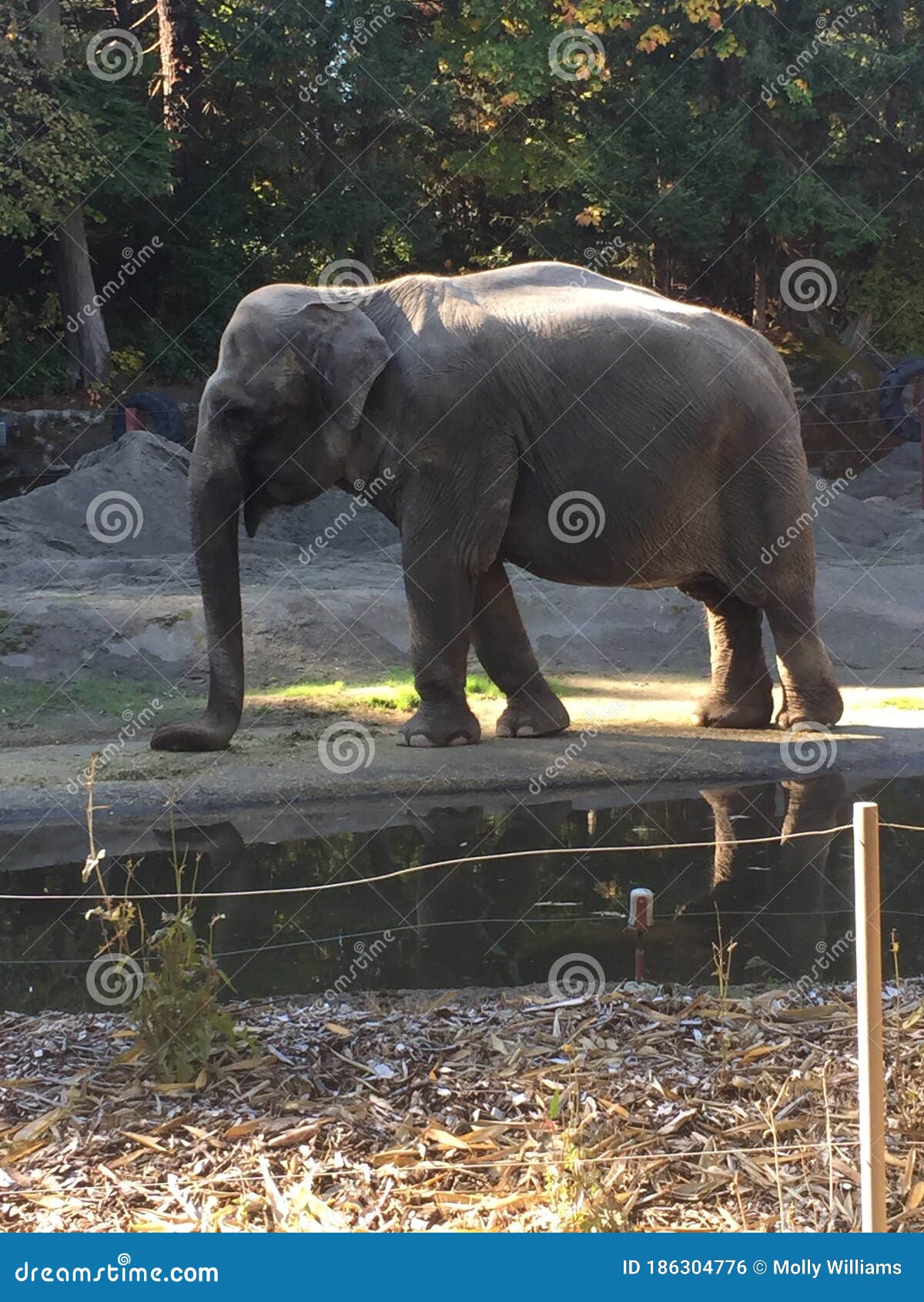 Elephant stock photo. Image of takes, elephants, care - 186304776