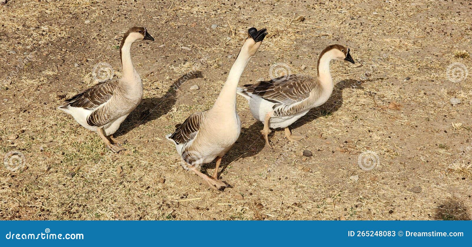 Locally Called Zebra Geese in Nigeria Stock Image - Image of poultry ...