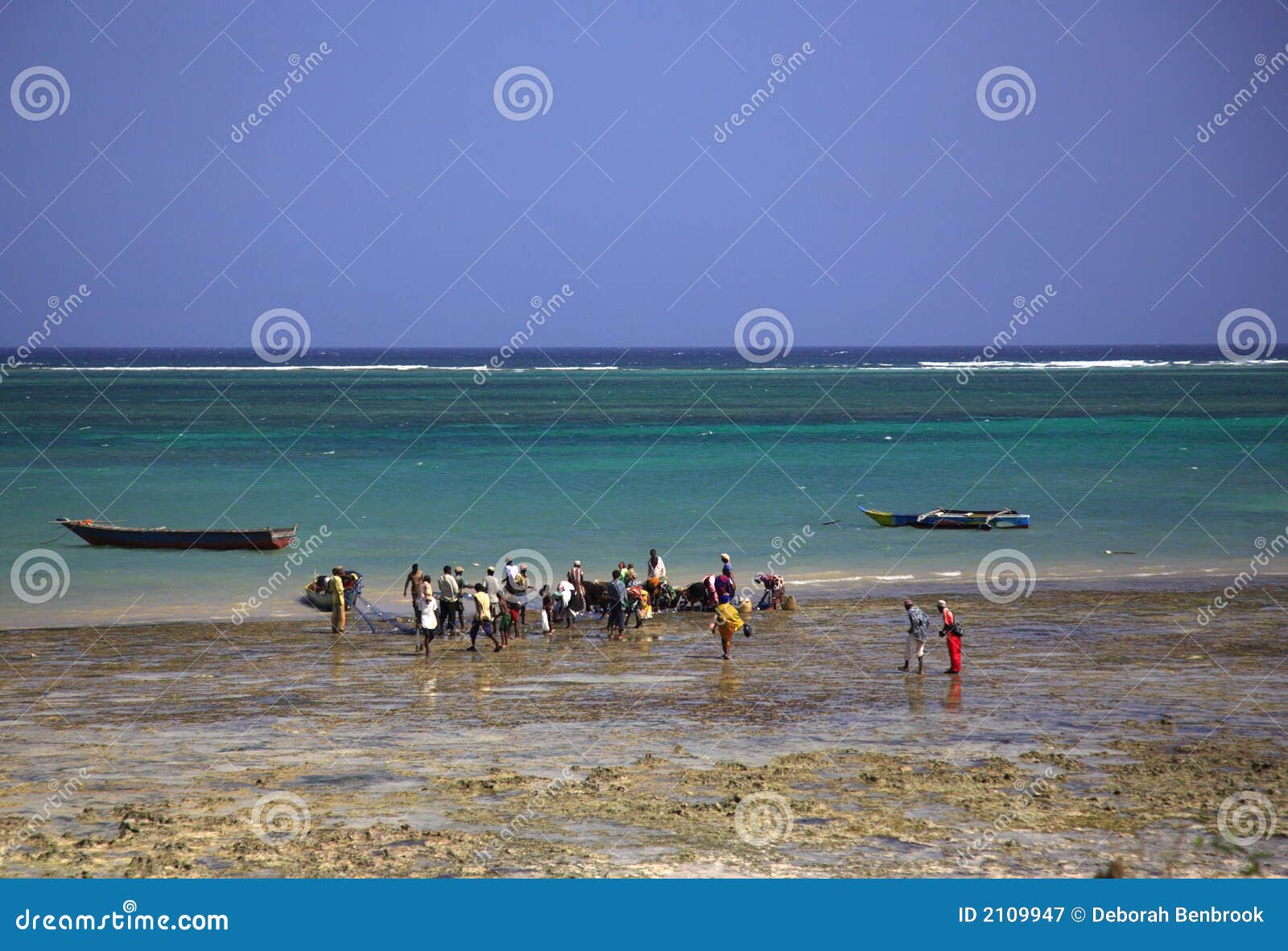 Locals Buying Fish on the Beach Stock Image - Image of feed, early: 2109947