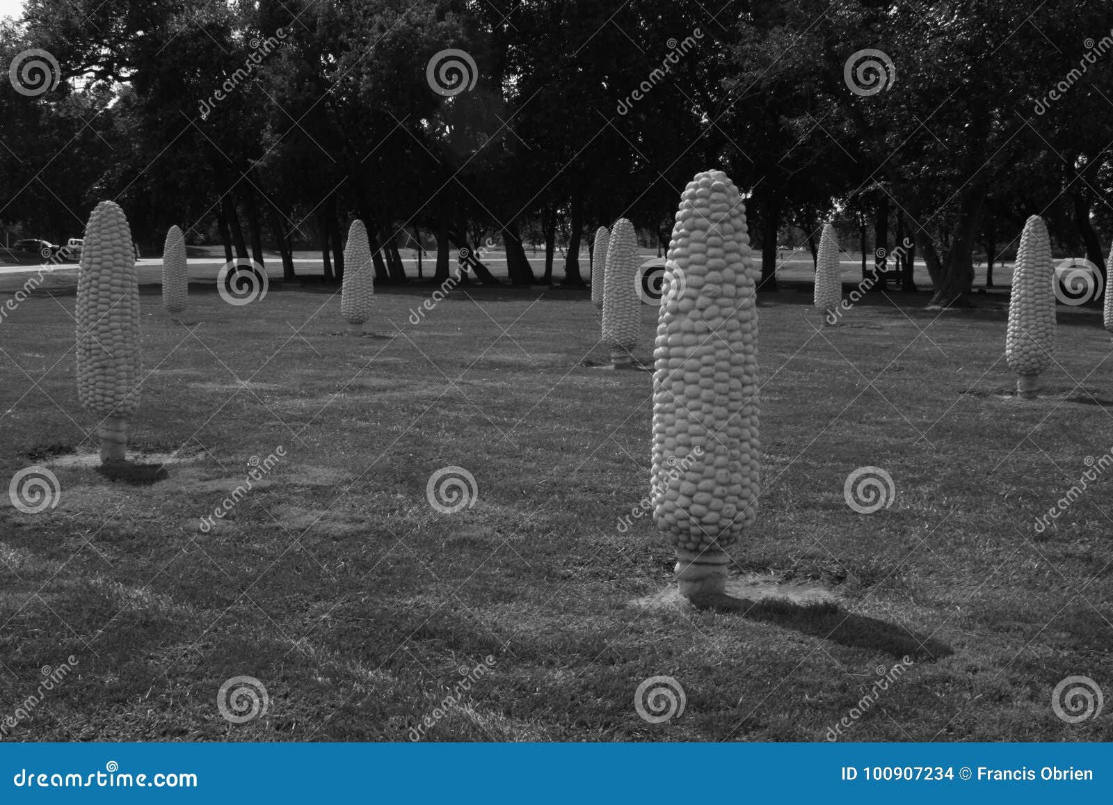 Cornhenge 5 stock photo. Image of ears, summer, lily - 100907234