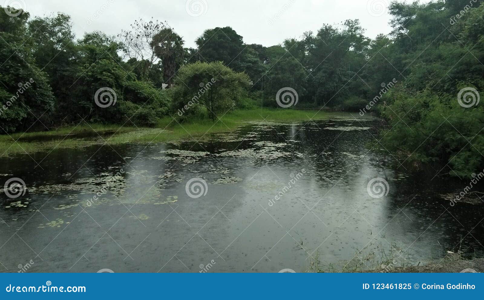 Shephali Pond Stock Photos - Free & Royalty-Free Stock Photos from ...