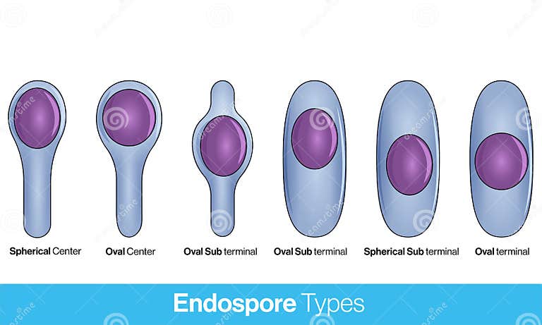 Location of Bacterial Spores. Types of Endospore Endospore Structure ...