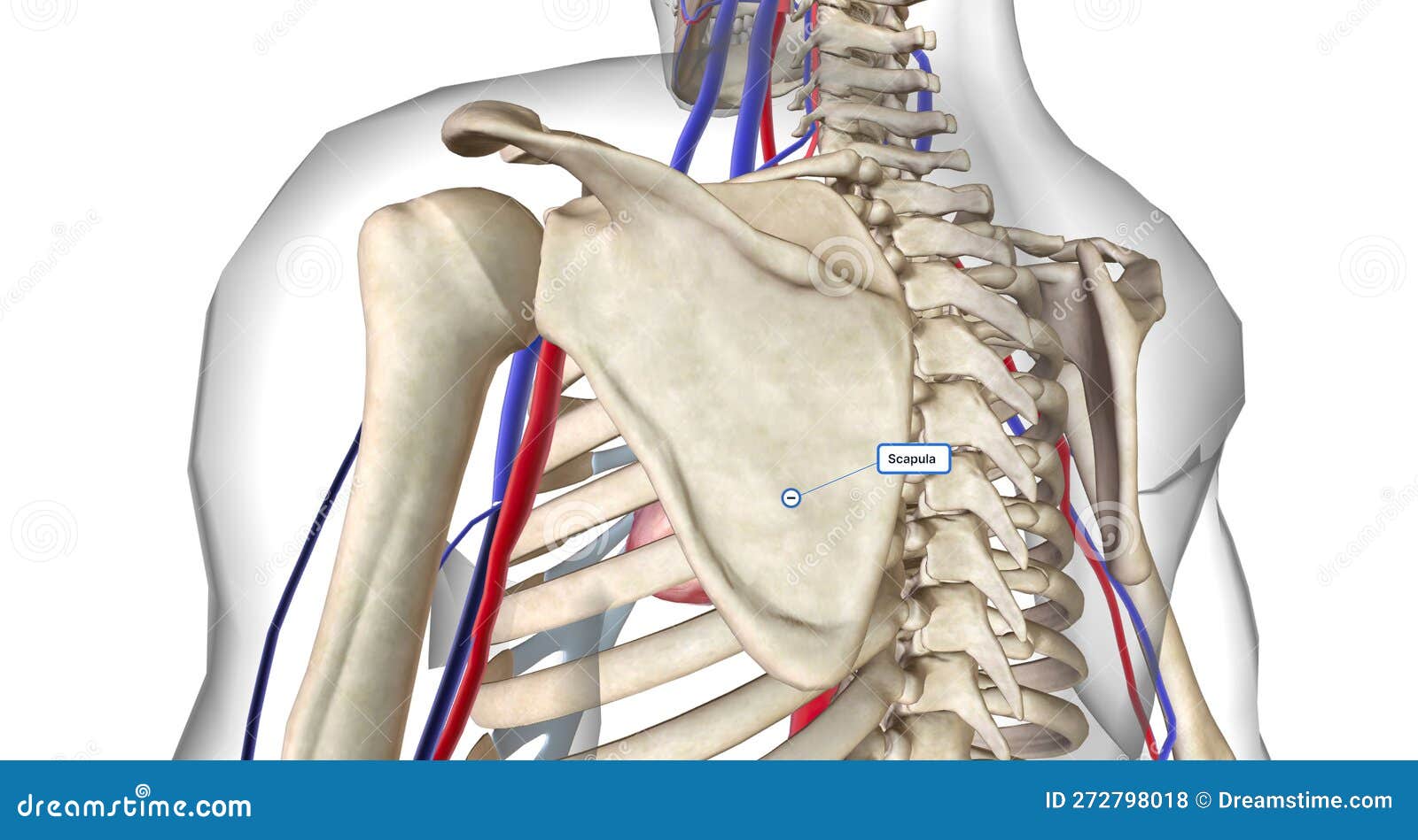 The Location of Bone Marrow Stock Illustration - Illustration of venule ...