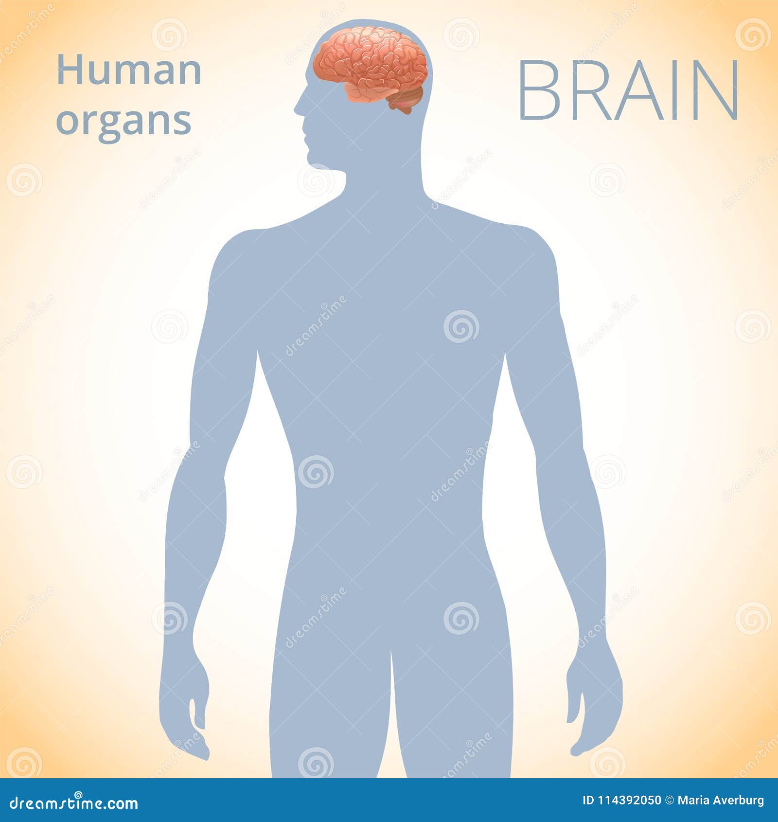 The Location of the Brain in the Body, the Human Nervous System Stock ...