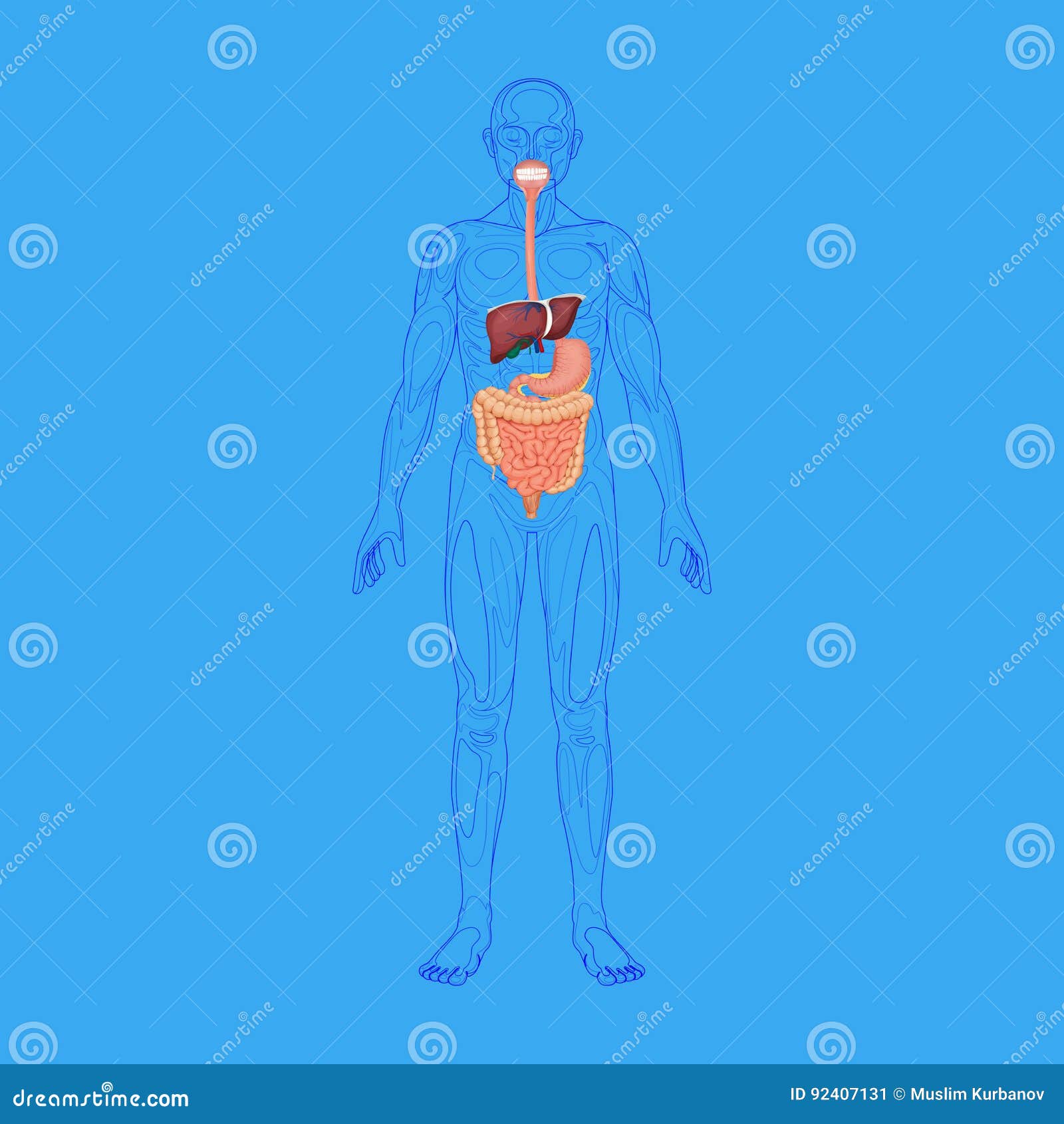 Location of the Gastrointestinal Tract in the Body, the Human Digestive ...