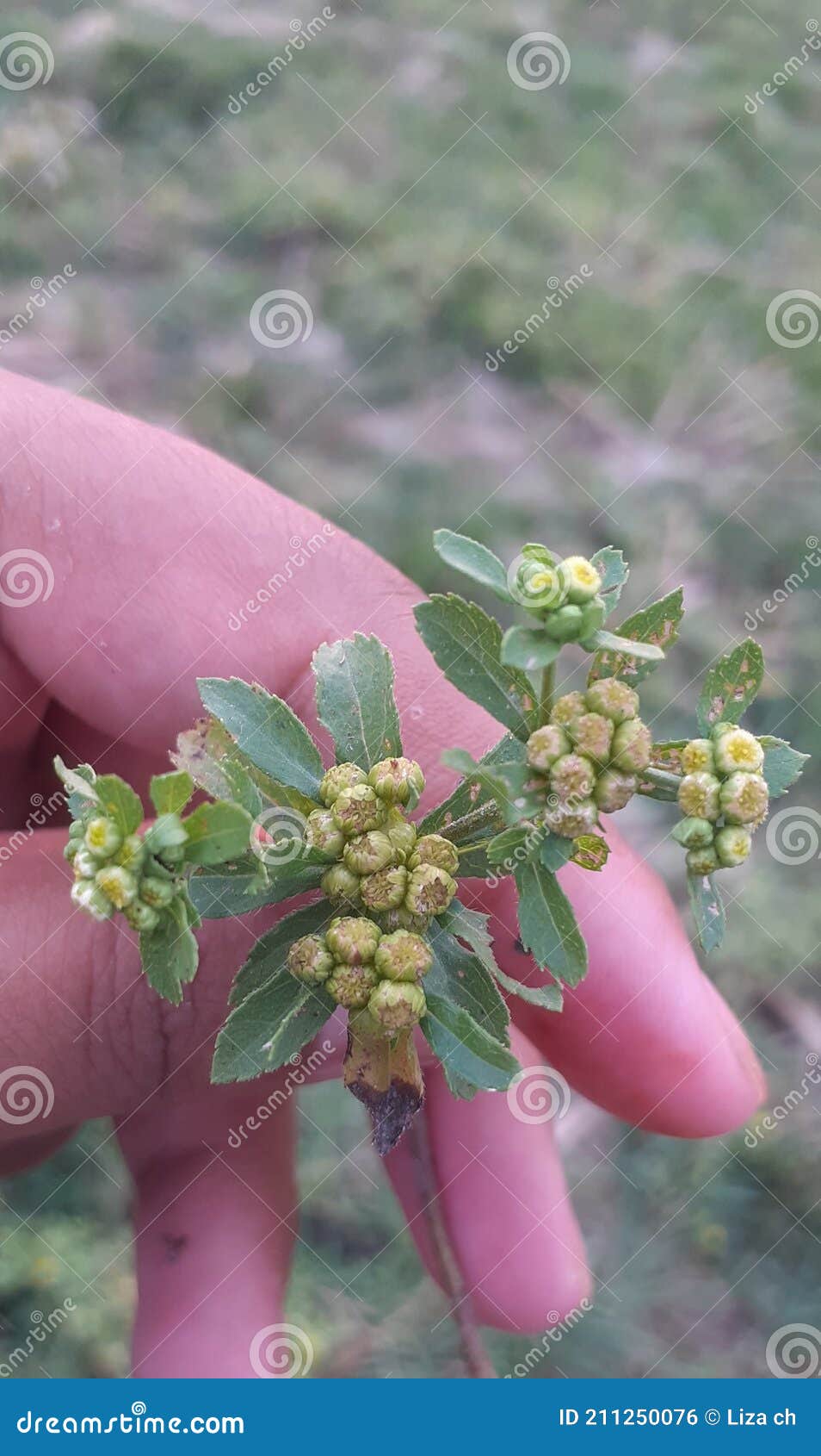 Location:Jhumka Flower Excited with ItðŸ’ Love Stock Photo - Image of ...