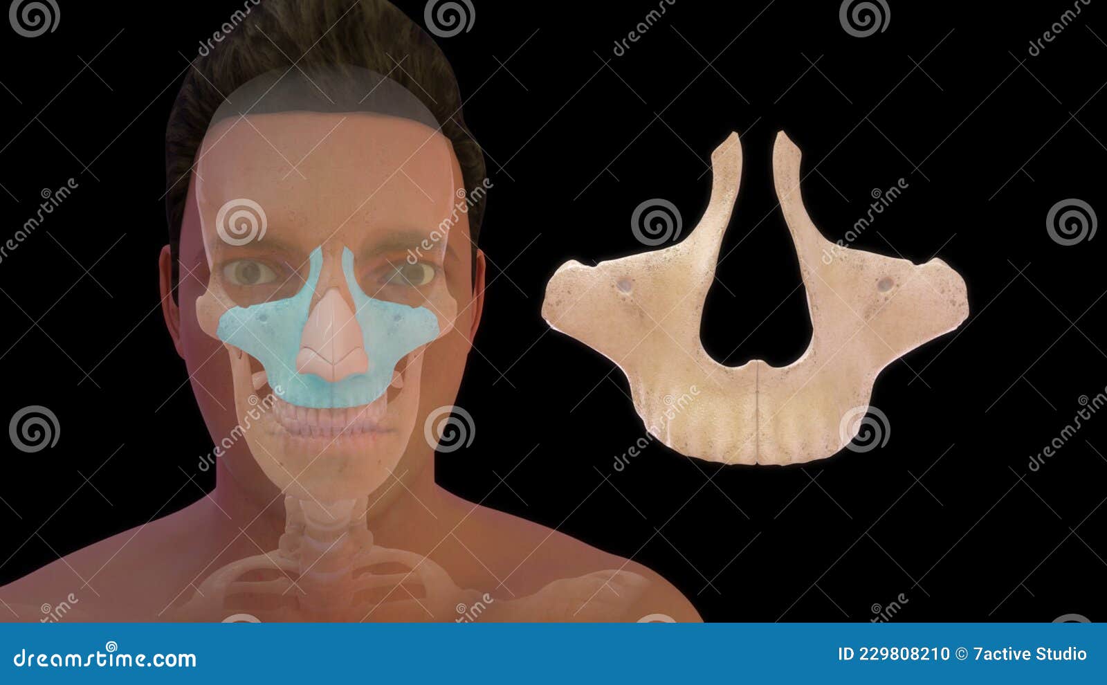 Location of Maxilla Bone in Human Stock Illustration - Illustration of ...