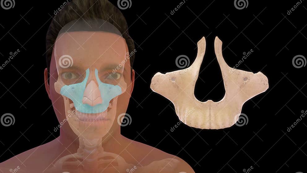 Location of Maxilla Bone in Human Stock Illustration - Illustration of ...