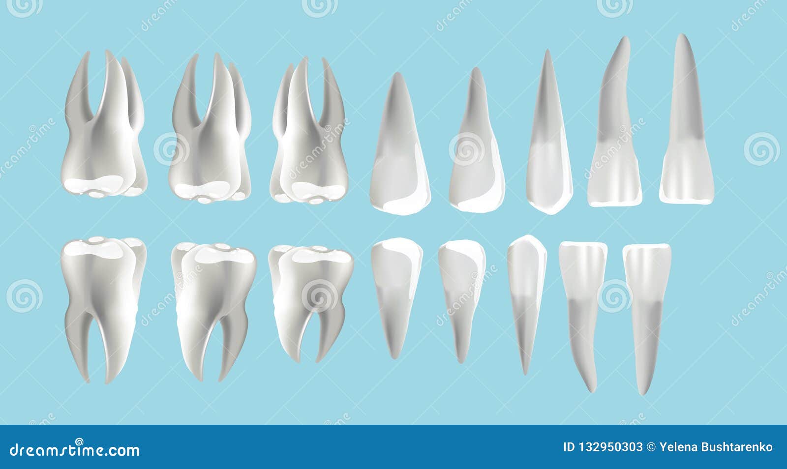 Location and Order of Human Teeth, Types of Dentist Numbering Stock ...