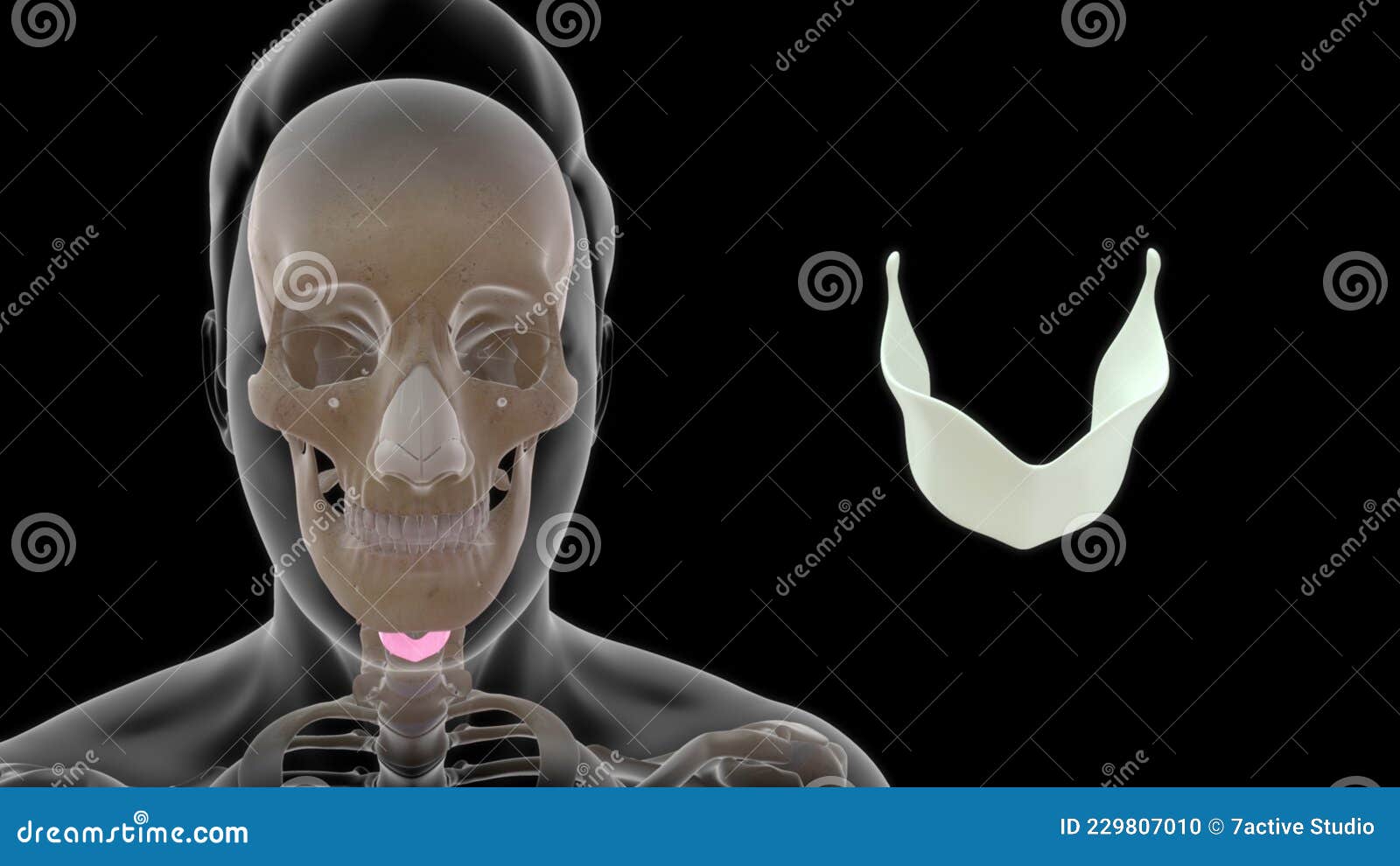 Location of Thyroid Cartilage in Human Stock Illustration ...