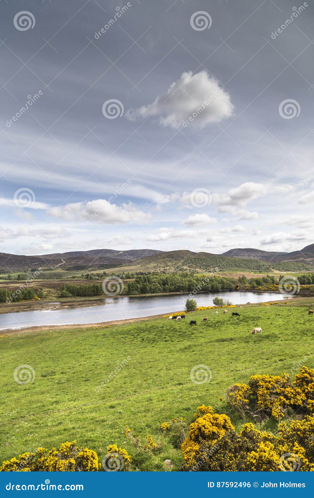 Loch Mhor in the Highlands of Scotland. Stock Photo - Image of broom ...