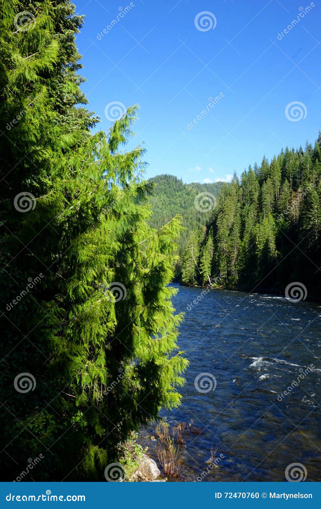Lochsa River - Idaho stock photo. Image of trees, forest - 72470760