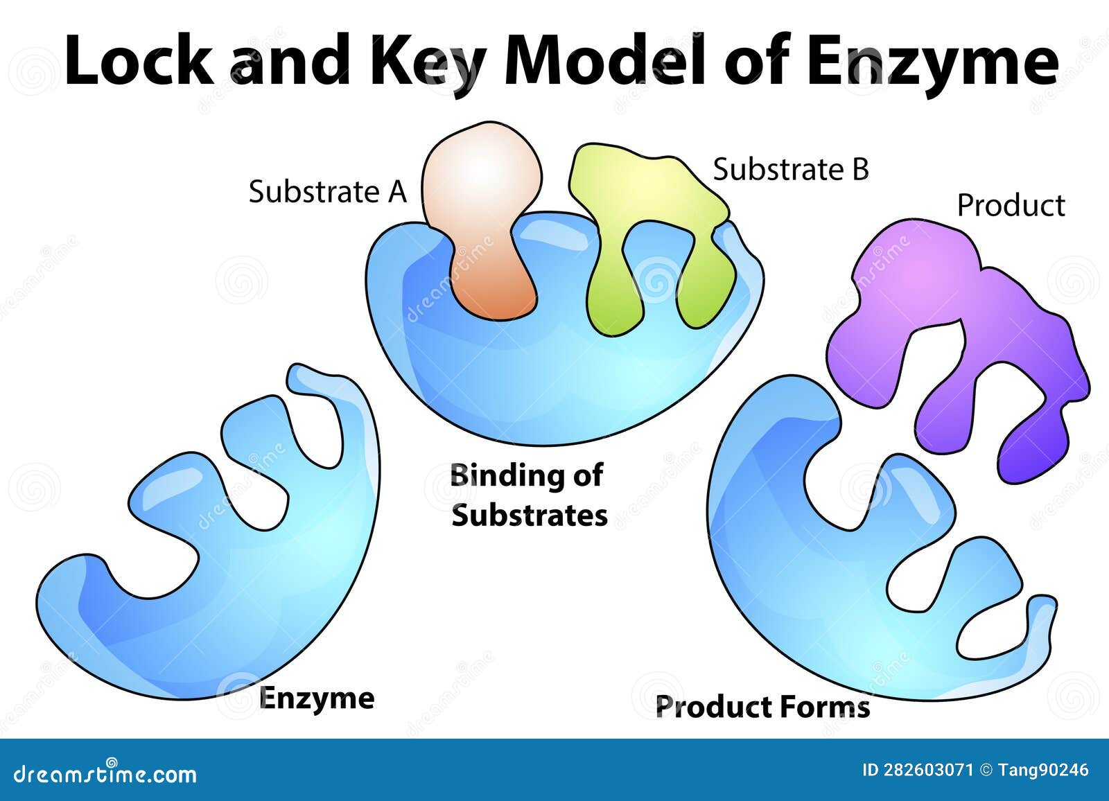 Enzyme. Lock And Key Model. Synthesis. Metabolic Processes Vector ... Enzyme. Lock And Key Model. Synthesis. Metabolic Processes Vector ...