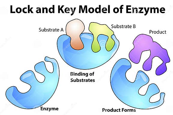 Lock and Key Model of Enzyme Stock Illustration - Illustration of ...