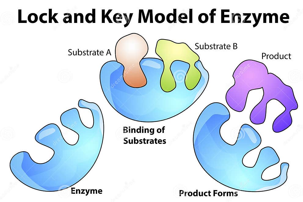 Lock and Key Model of Enzyme Stock Illustration - Illustration of ...