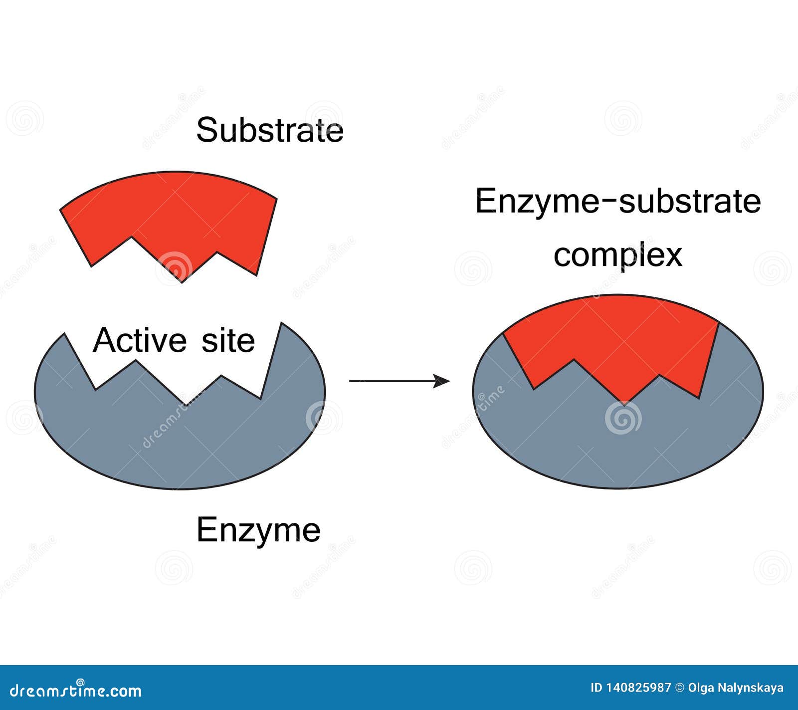 Lock and Key Model Enzyme Substrate Complex Stock Vector - Illustration ... Lock and Key Model Enzyme Substrate Complex Stock Vector - Illustration ...