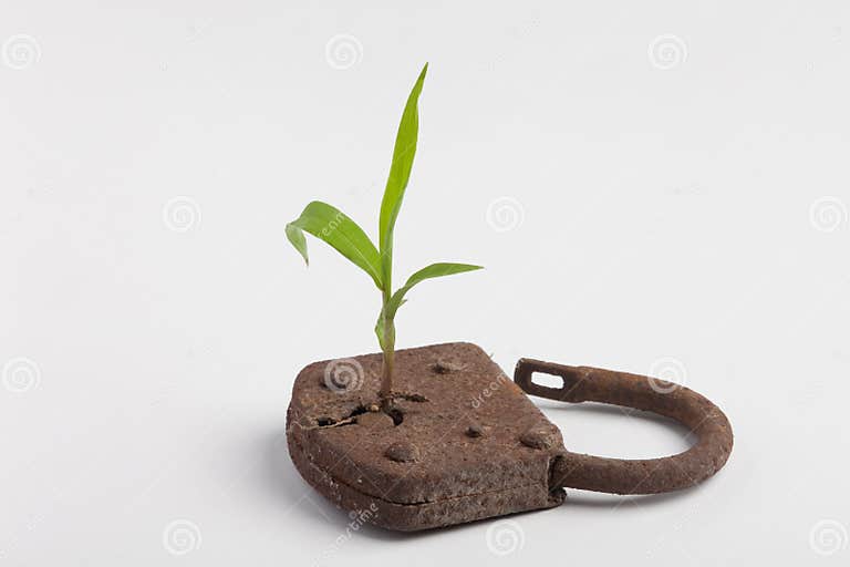 Lock plant stock photo. Image of hope, open, growth, idea - 10134428