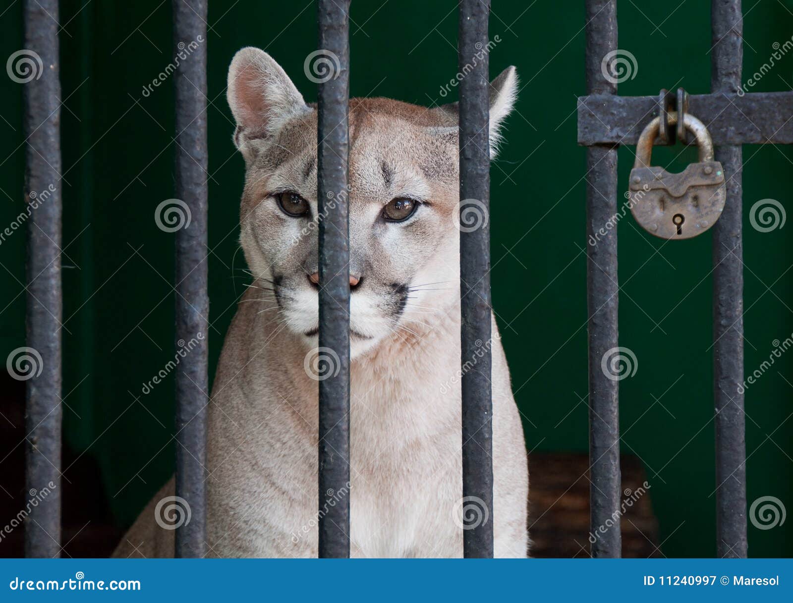 Locked stock image. Image of cell, alone, cage, puma - 11240997