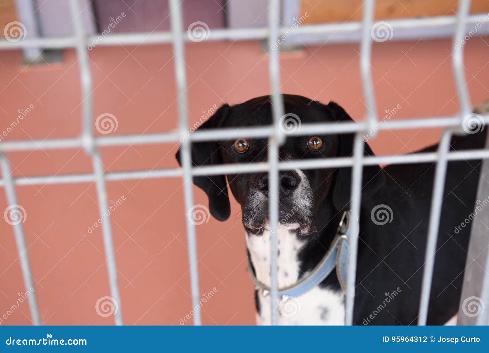Locked dog stock photo. Image of dogs, lonely, adopt - 95964312