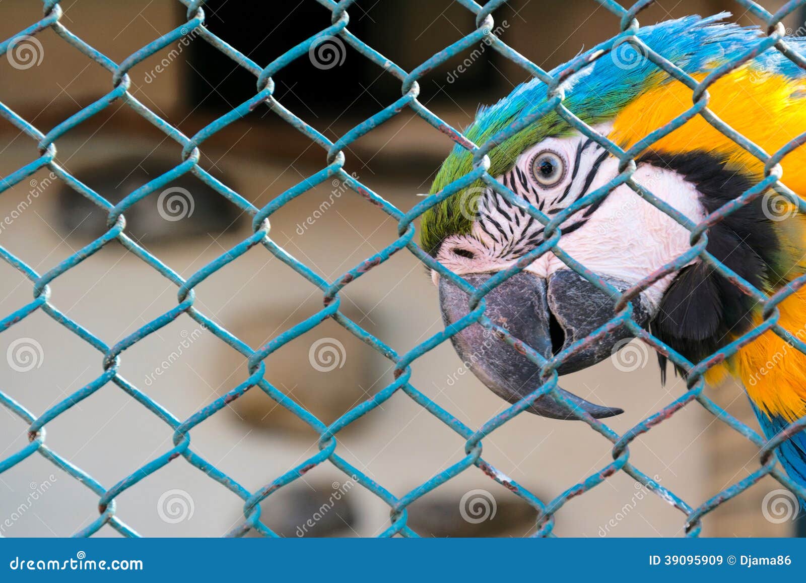 Locked parrot stock image. Image of animal, lock, blue - 39095909
