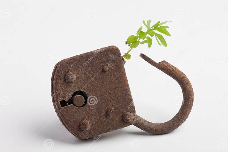 Locked plant stock image. Image of lock, nature, environmental - 10134449